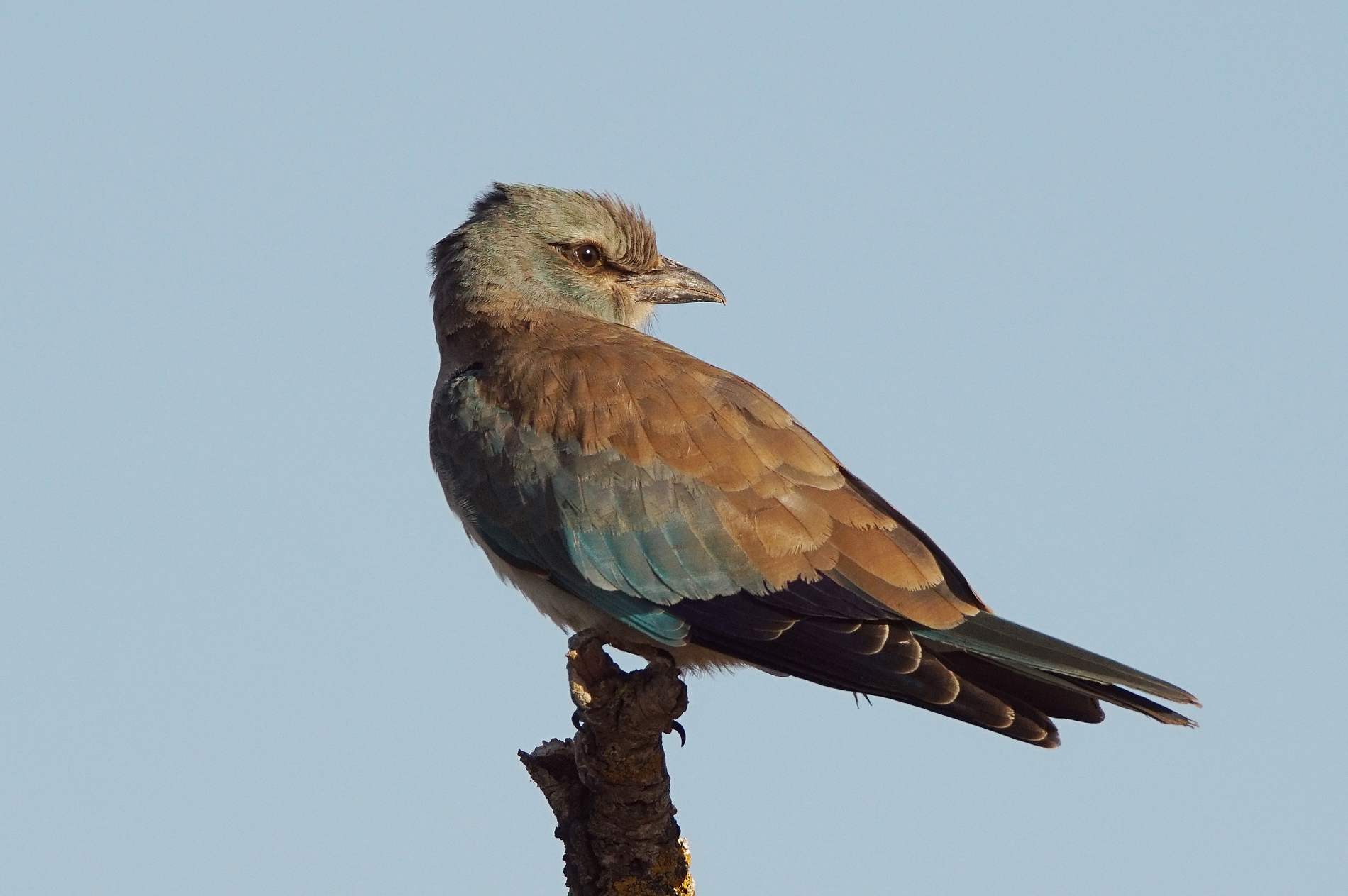 Pasión por las aves: Carraca europea,(Joven).(Coracia garrulus)