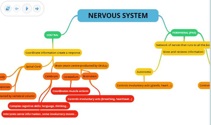 PROYECTO BILINGUE CBM: Nervous System Mind Map