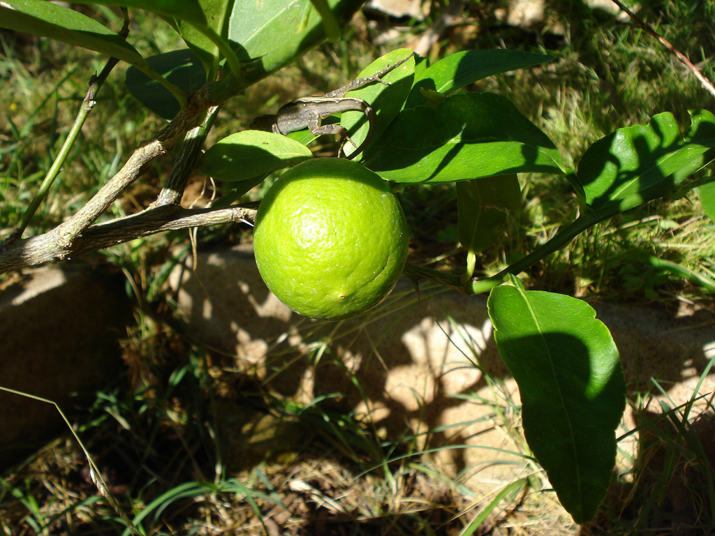 dayap - philippin news collections