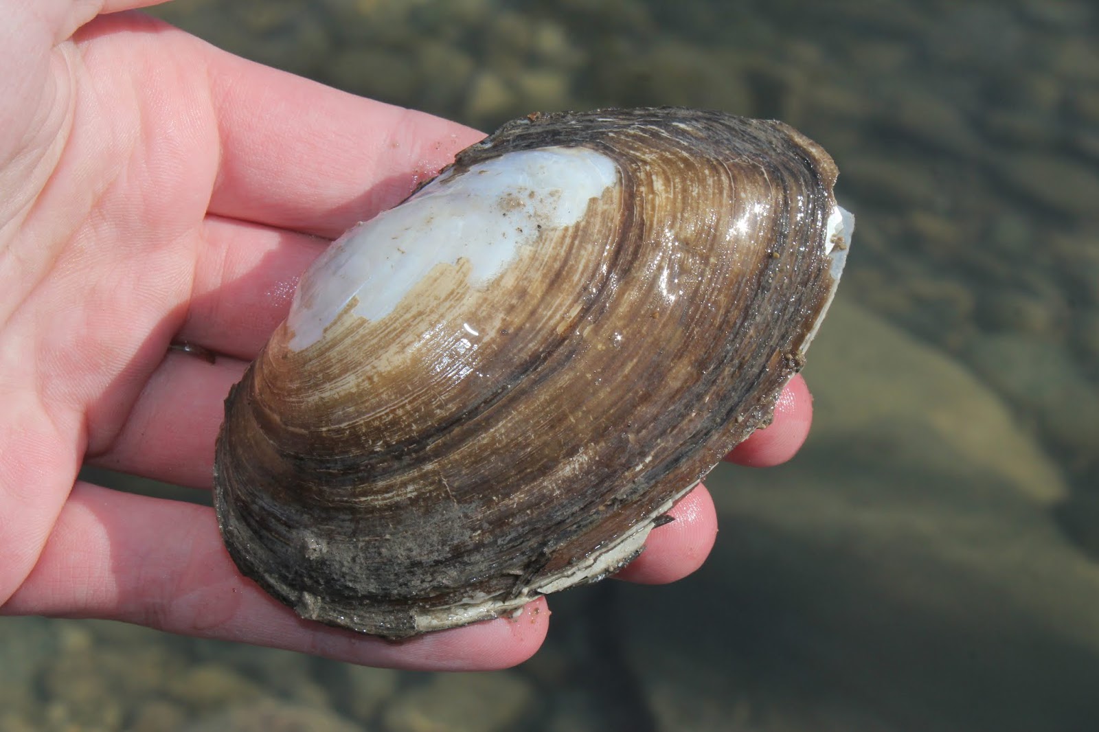 Birds, Bugs, and Botany: Recent Happenings