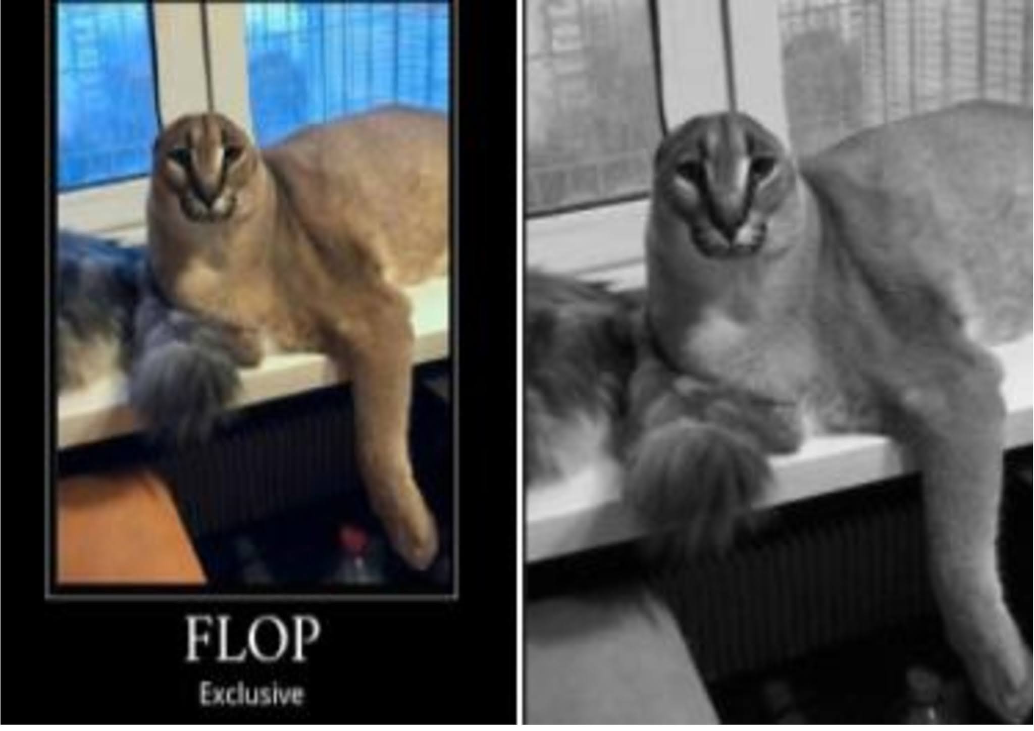 Articulo sobre floppa (caracal caracal)