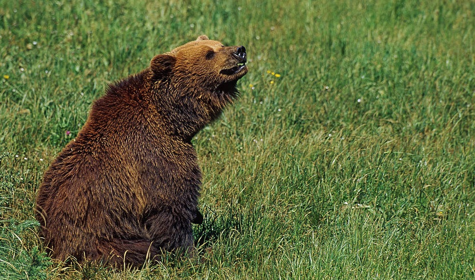 Amigos del Oso - Amis de l'Ours