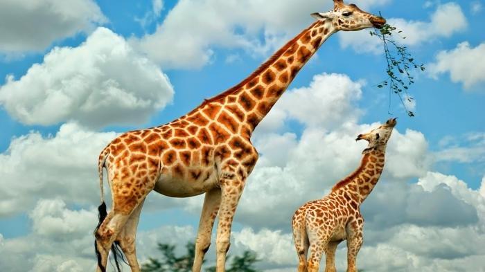 Apa itu Jerapah? Jerapah atau zarafah adalah mamalia berkuku genap ...