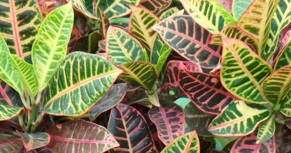 ¿Problemas con tus plantas en macetas?