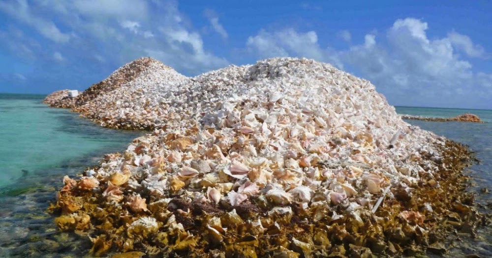 Conch Island — A Huge Cemetery of Millions of Conch Shells