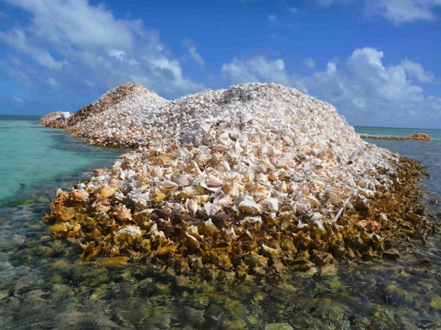 Conch Island — A Huge Cemetery of Millions of Conch Shells
