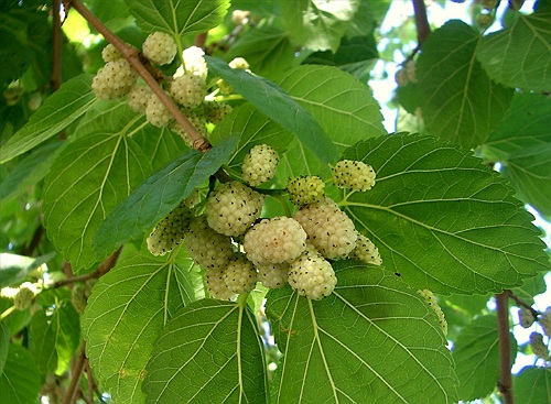 dud planta medicinala-mulberry herb | farmacia naturala
