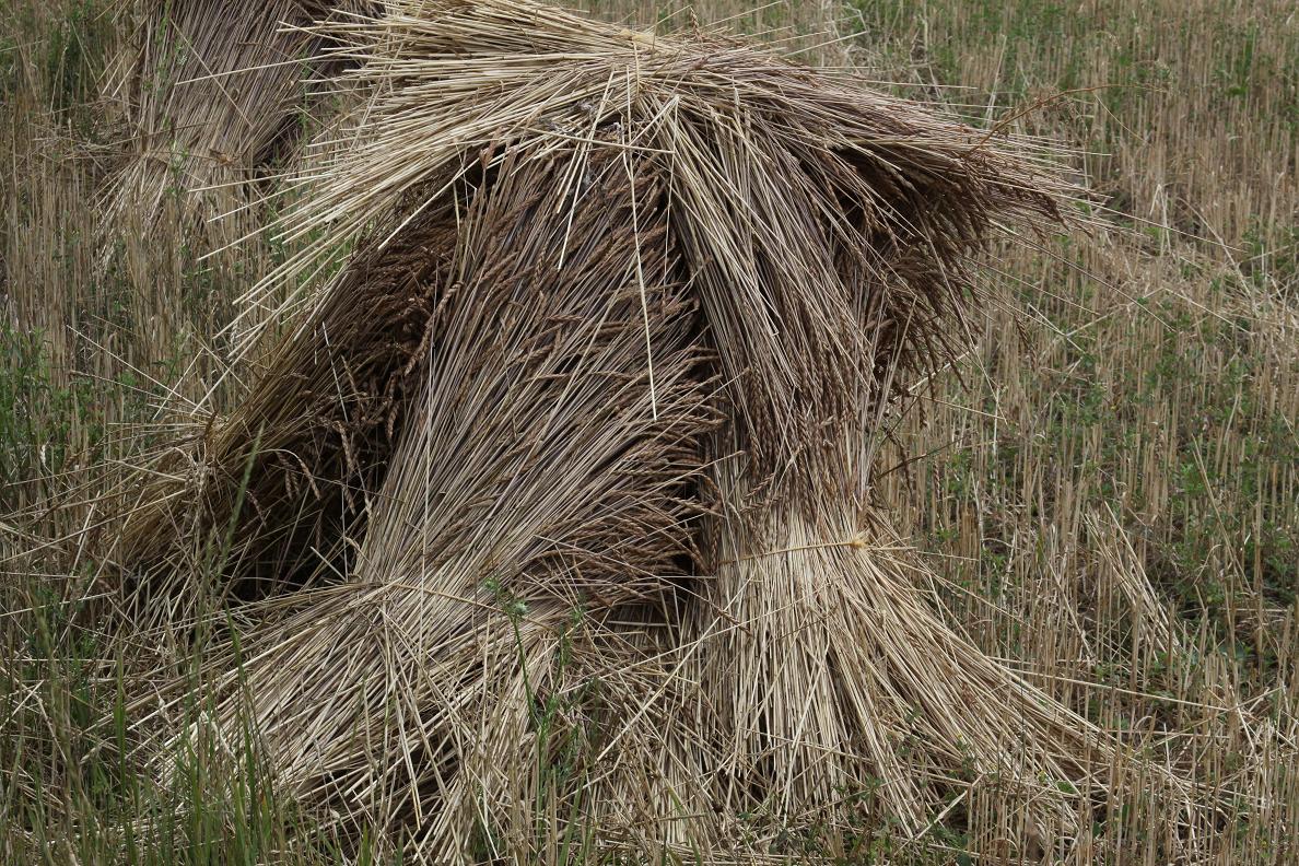 Michigan Exposures: Wheat Sheaves Again...