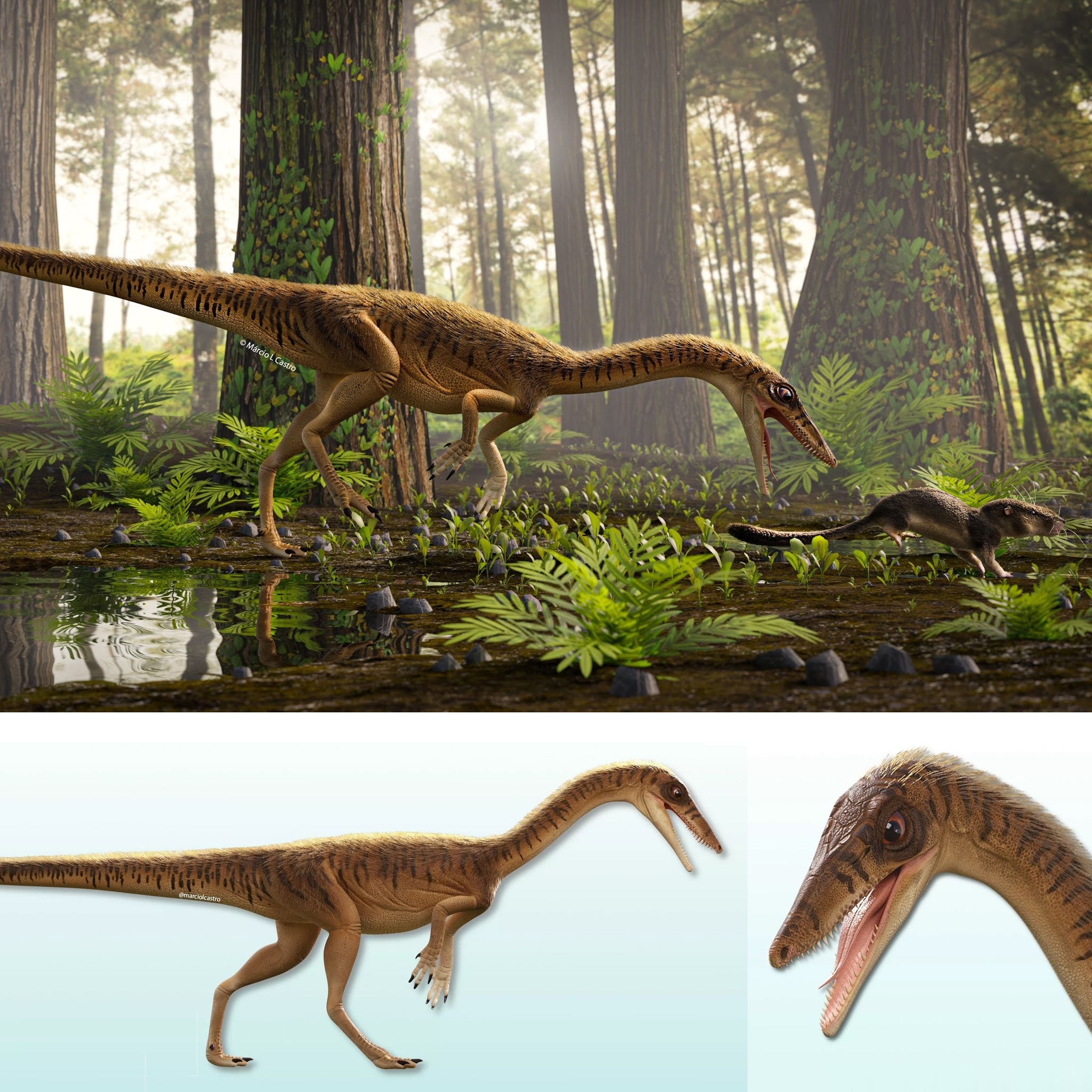 Species New to Science: [Paleontology • 2020] Erythrovenator jacuiensis ...