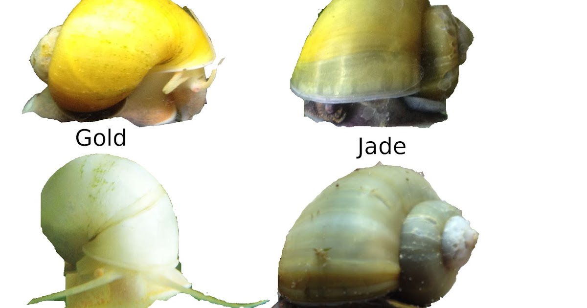 Swamp Rat Tracks: Mystery Snail Colors