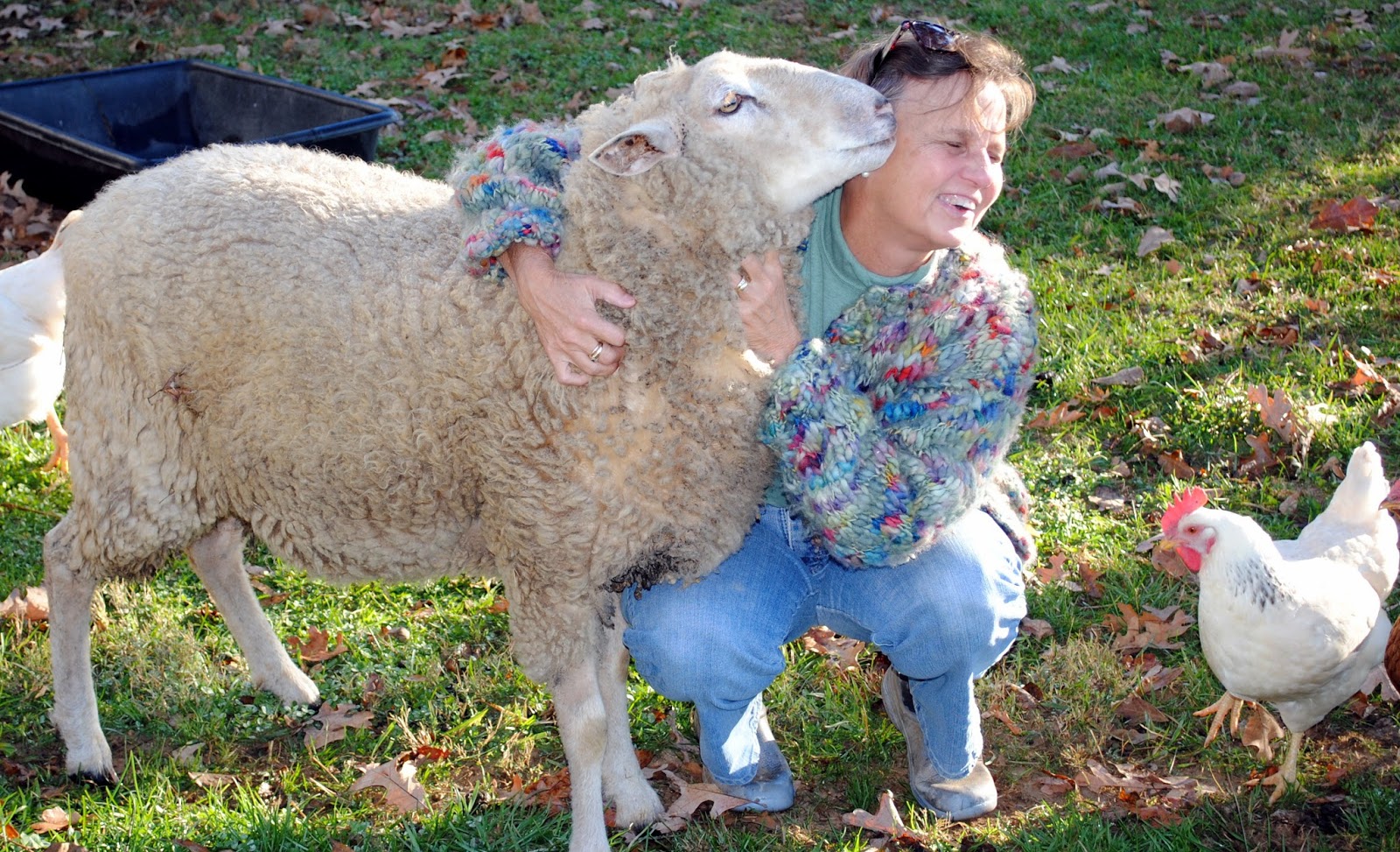 Knit One, Raised 4: (Inter) National Hug a Sheep Day