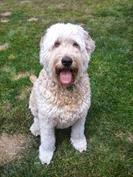 17 Barks: The pit bull attack on my doodle