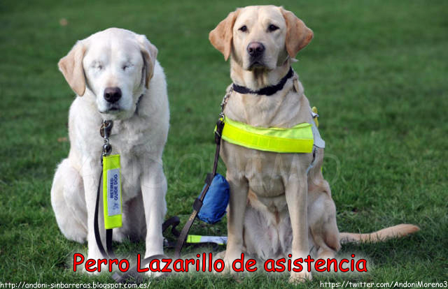 Perro lazarillo de asistencia a compañero ciego | Santurtzi, con ...