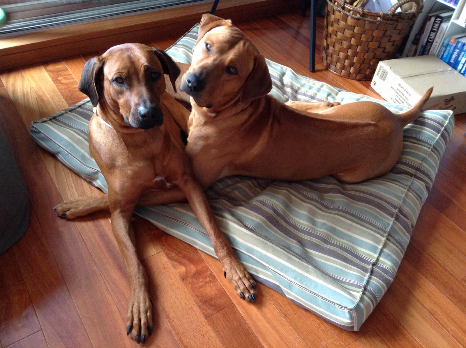 Cachorros Leão da Rodésia: A Raça