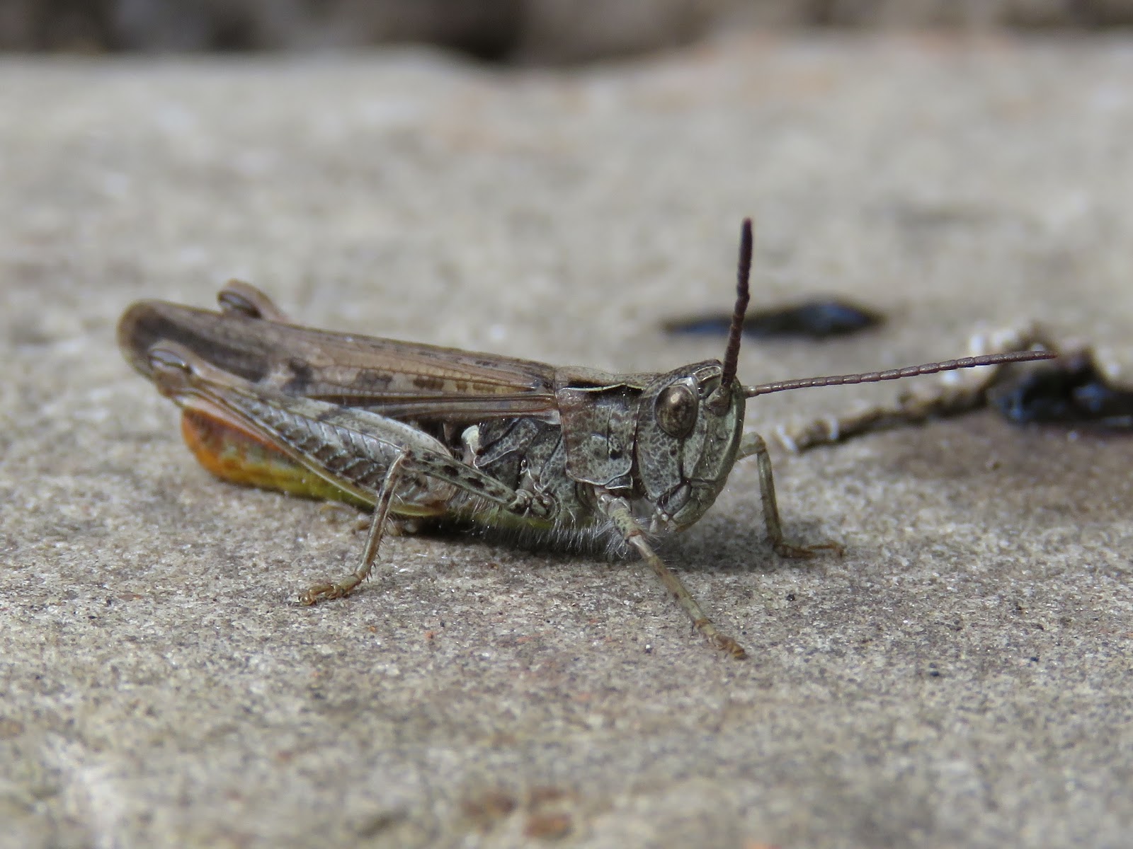 BugBlog: A pair of common field grasshoppers