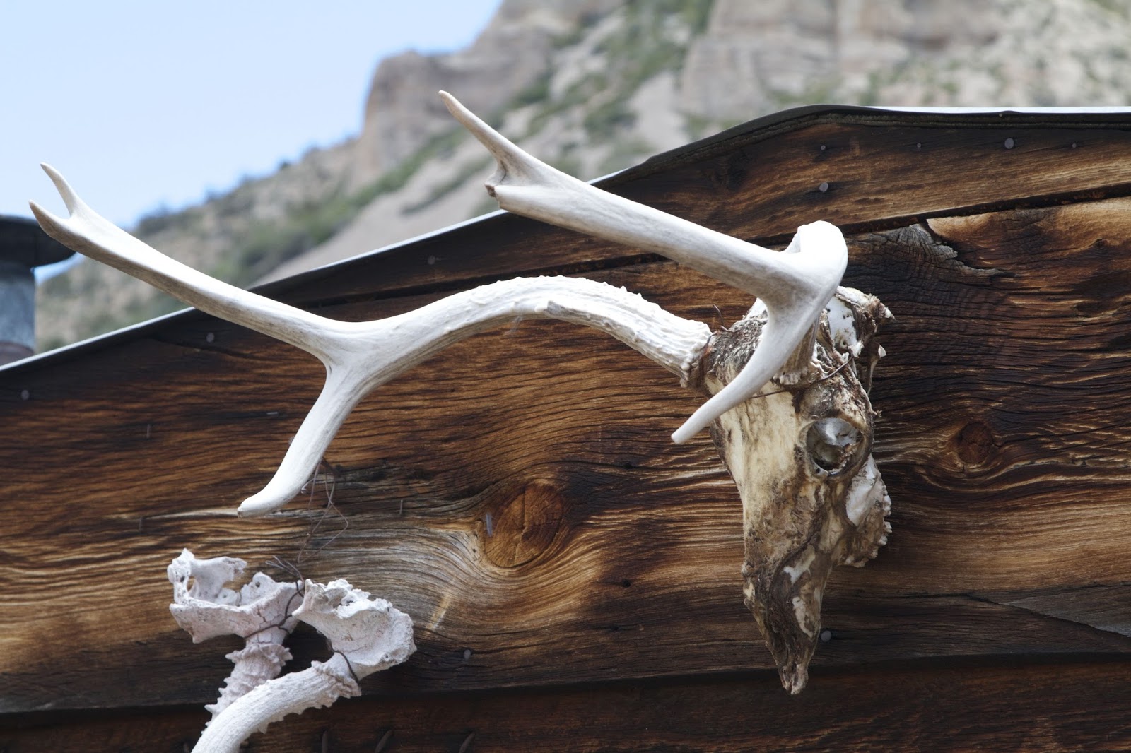 Running From Moose: The Arizona Strip: Snap Point