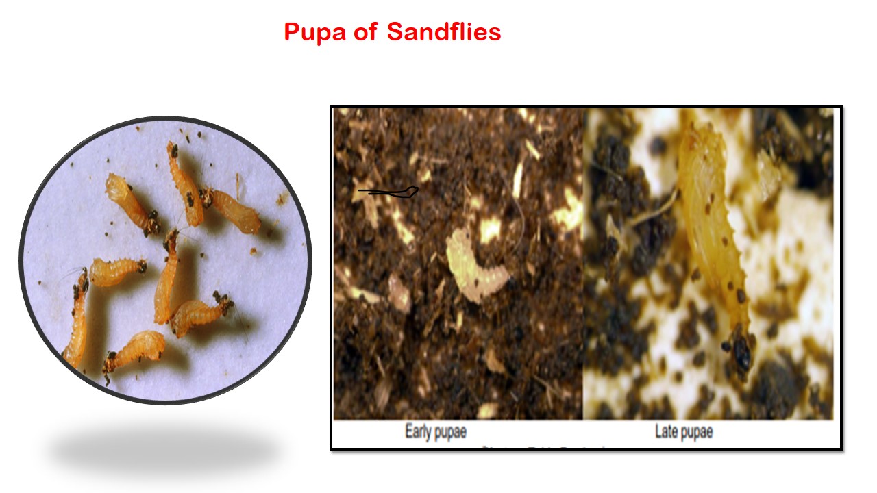 Spotters in "Environment and Health: Sandflies " for CFM & MPH students