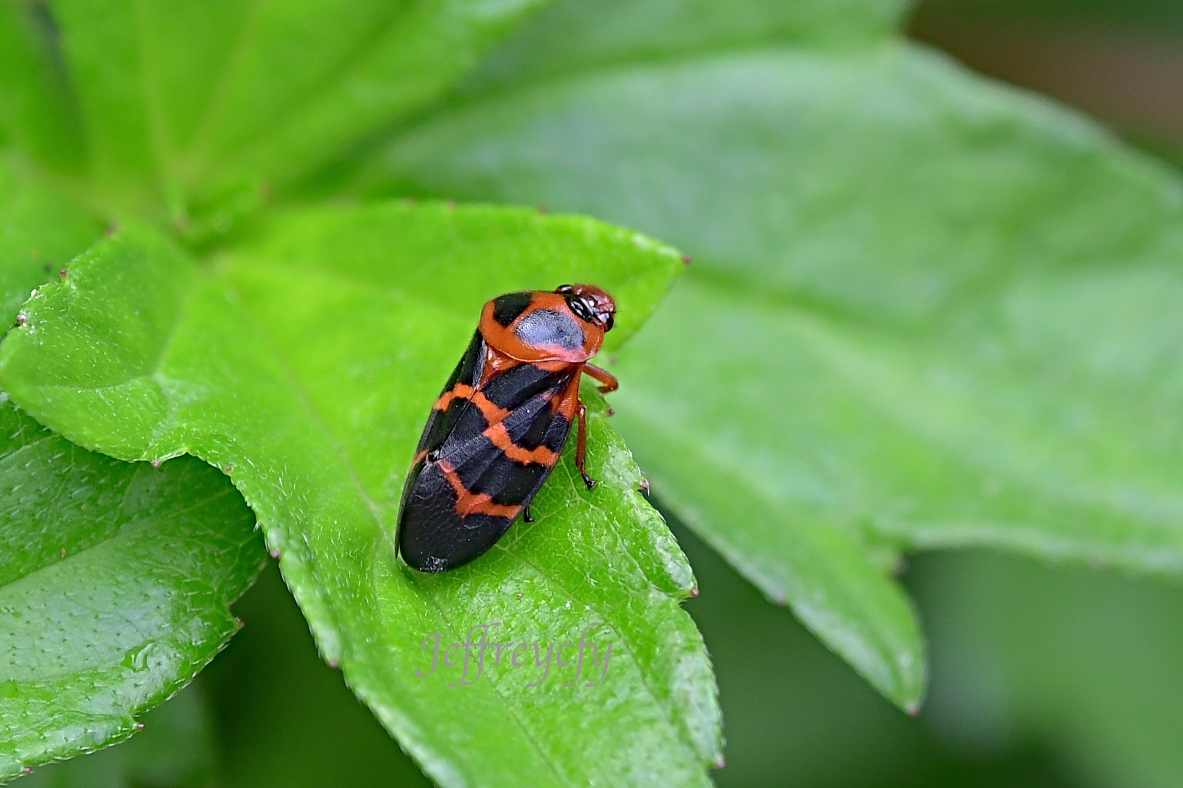 我的生態攝影集: 斑帶麗沫蟬, 小斑紅沫蟬, Spotted Red Spittlebug, Cosmoscarta bispecularis,