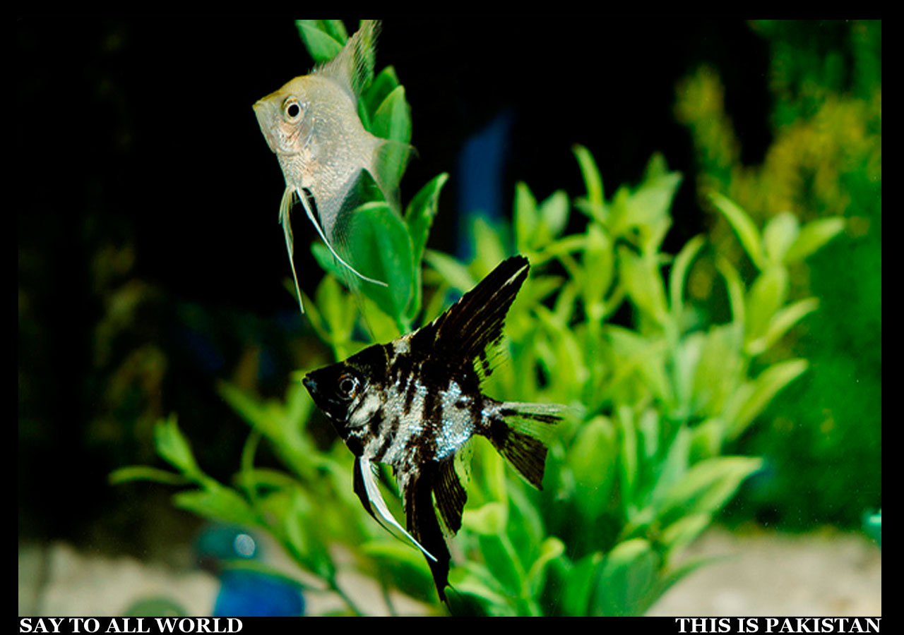 Fishes In Aquarium - Pakistan - This is Pakistan