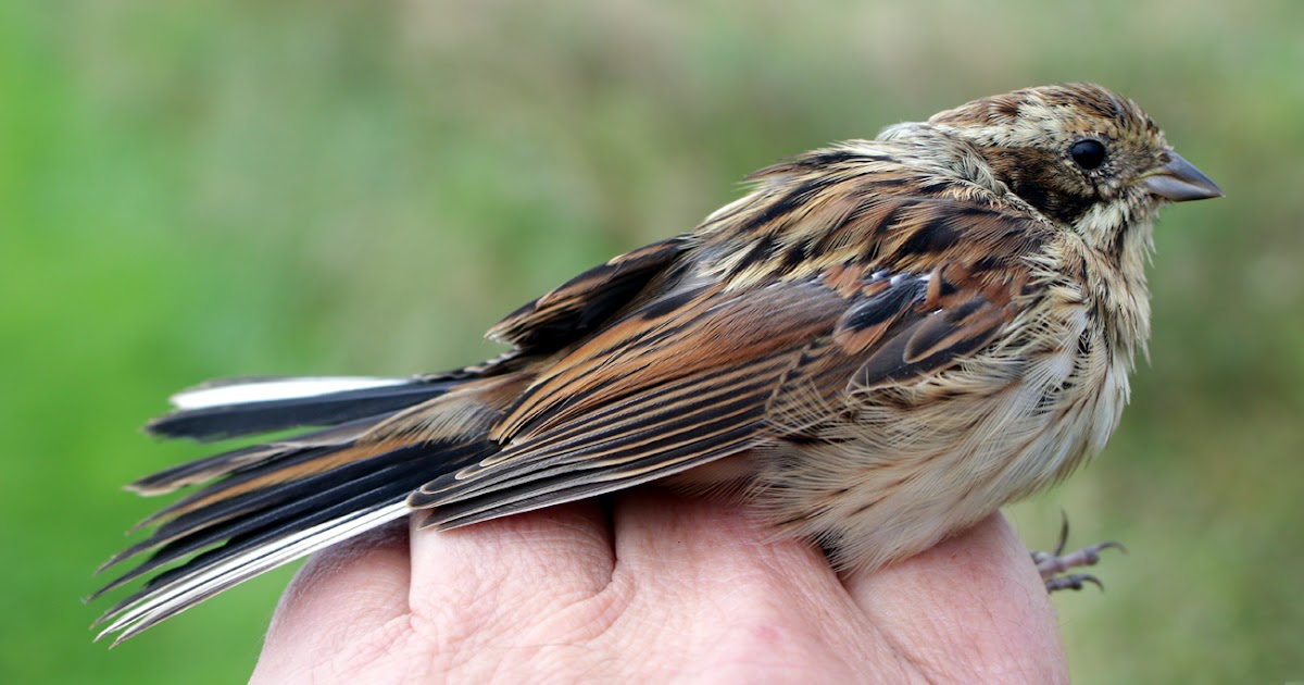 Another Bird Blog: Wheat’s It All About?