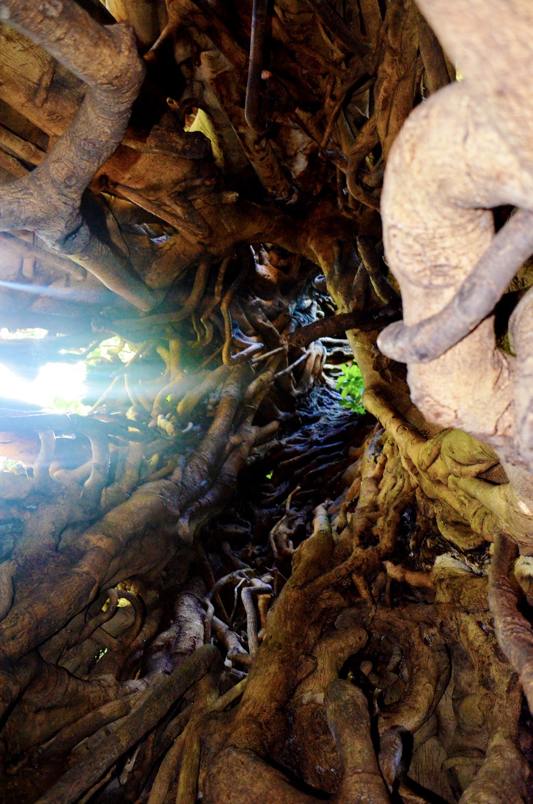 H E L L O ♥ K I M M Y : Millennium Tree - Old Balete Tree Of Aurora