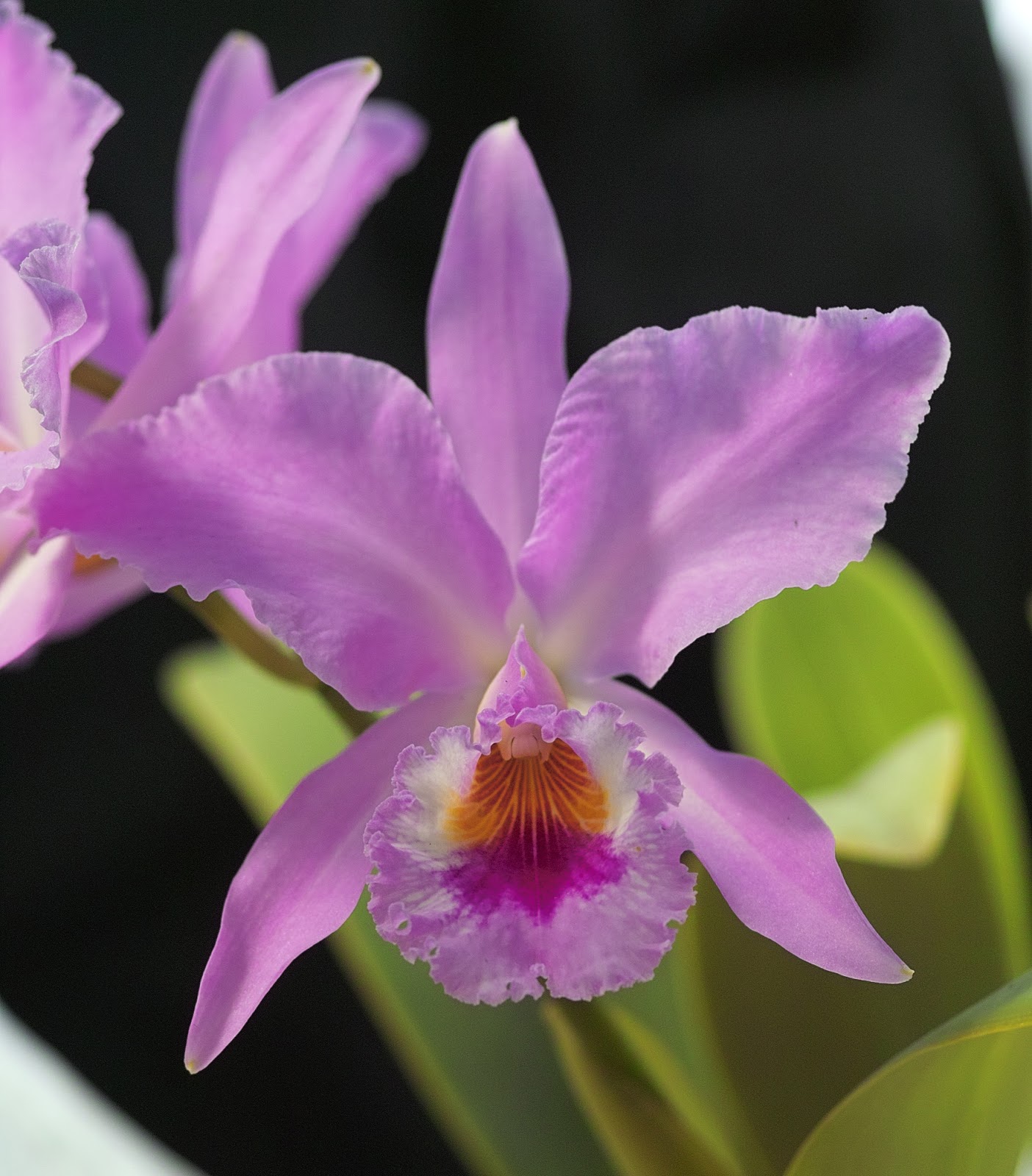 Piante e Fiori: Cattleya