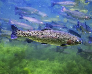 Gastronomia BH: Historia do peixe Truta