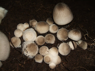 Jamur merang (Volvariella volvacea) - Pusat Ilmu Pertanian Terintegrasi ...