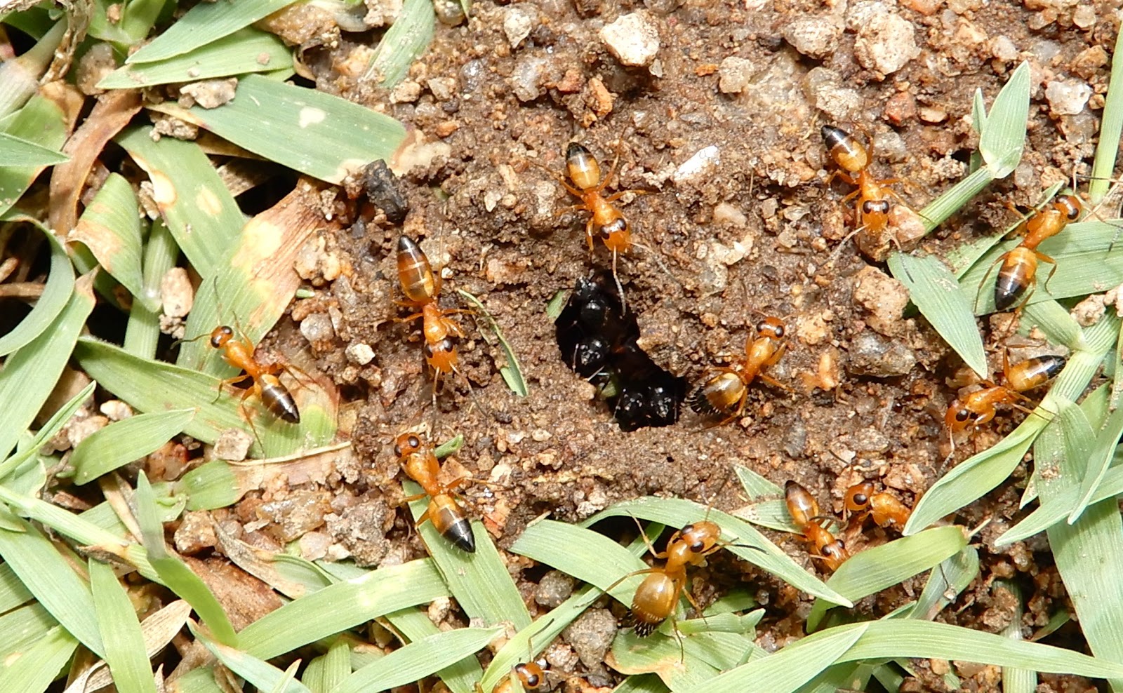 Little Darwin: ANT LAUNCHING PADS