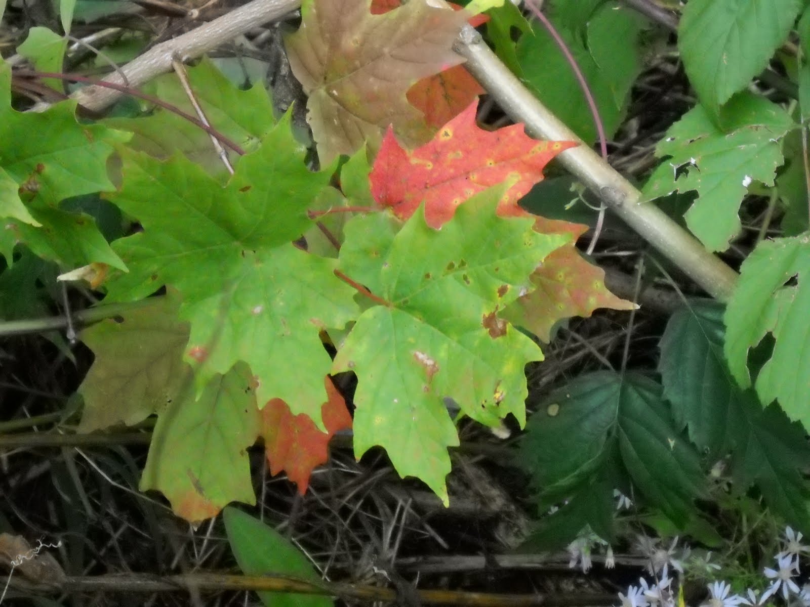 A Wild Garden: Photo Gallery: Wild Garden