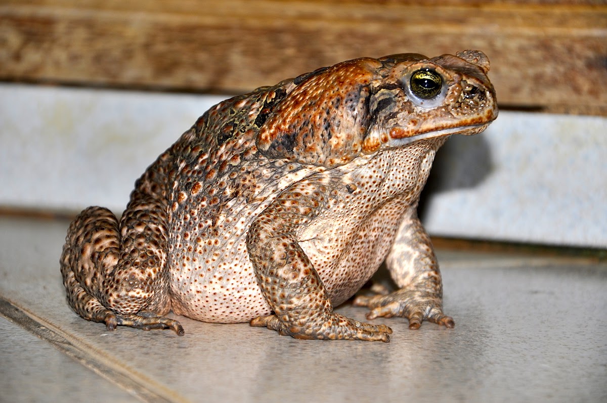 ALTINO MACHADO: Sapo-cururu
