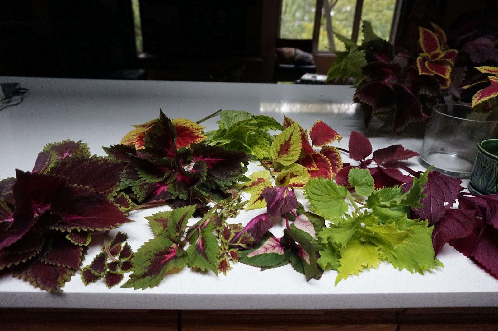 brand-eye: Extending the Lives of Coleus