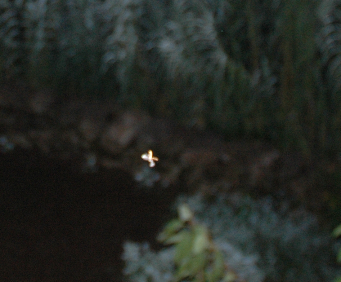 A Palavra de Luz: Orbs: 3ª Parte