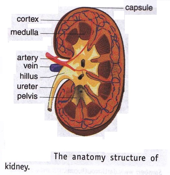 The Function Of Kidney - New Science Biology