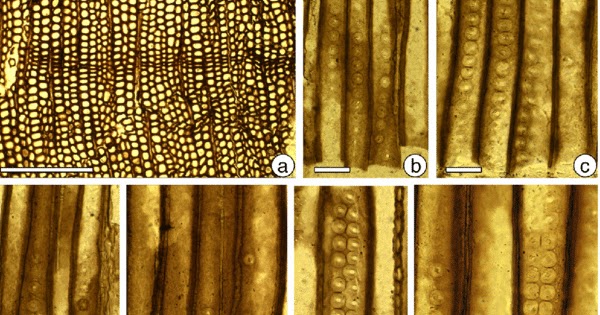 Hallan fósil de madera de 110 millones de años en China