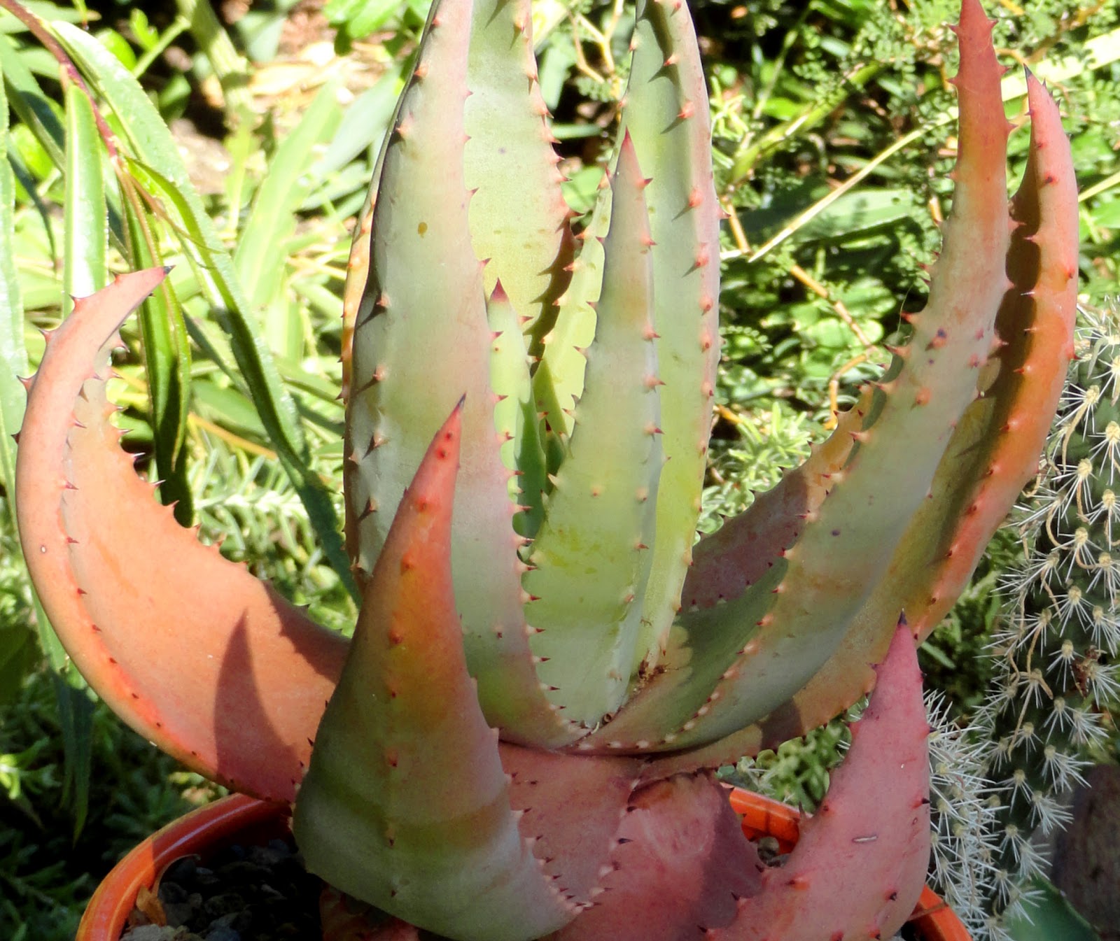 danger garden: Color up for Foliage Follow-up!