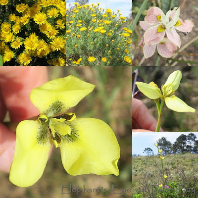 Elephant's Eye on False Bay