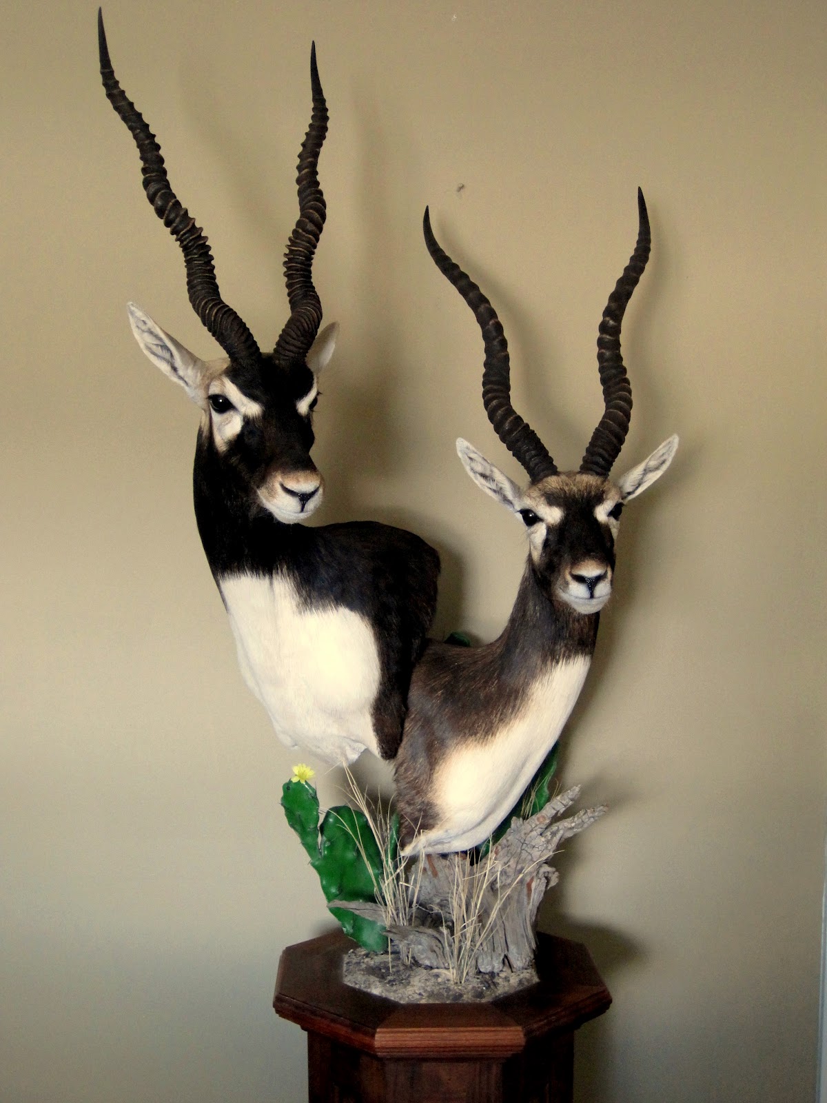 Blackbuck Wall Pedestal Mount at Meagan Brown blog