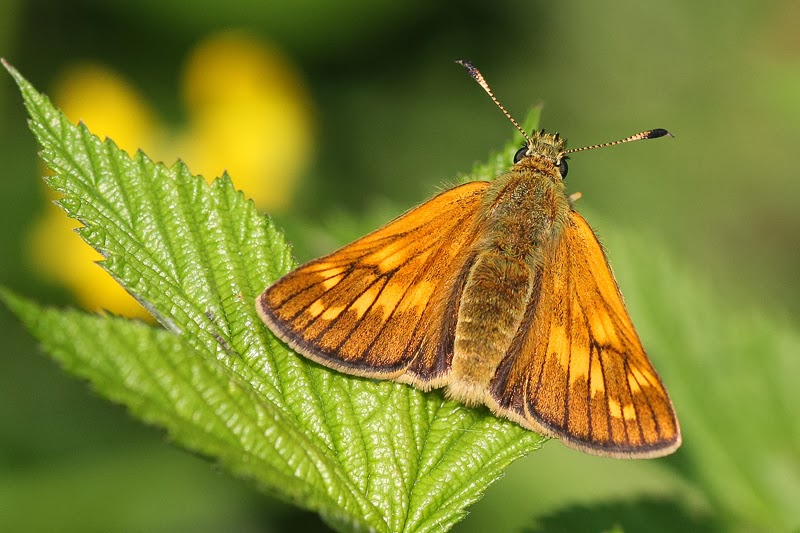 Large Skipper ~ Insects World