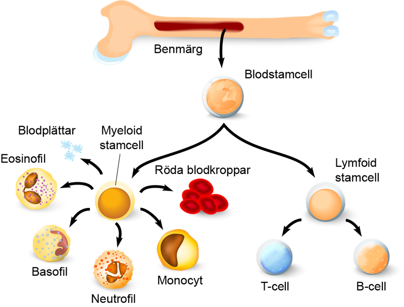 THE99: Stamcellsforskningen går framåt