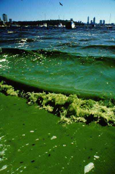 Sustaining the Earth's Source of LIFE......: Eutrophication in Aquatic ...