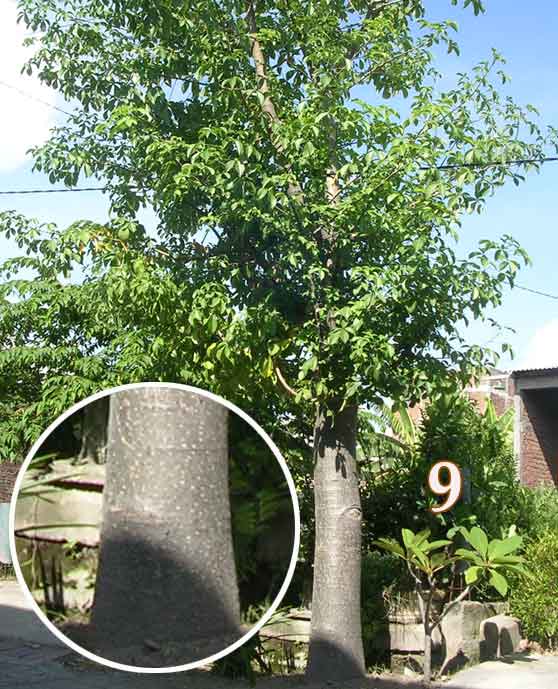 Jual Pohon Baobab Asem Buto. ~ Gallery Tabulampot Top