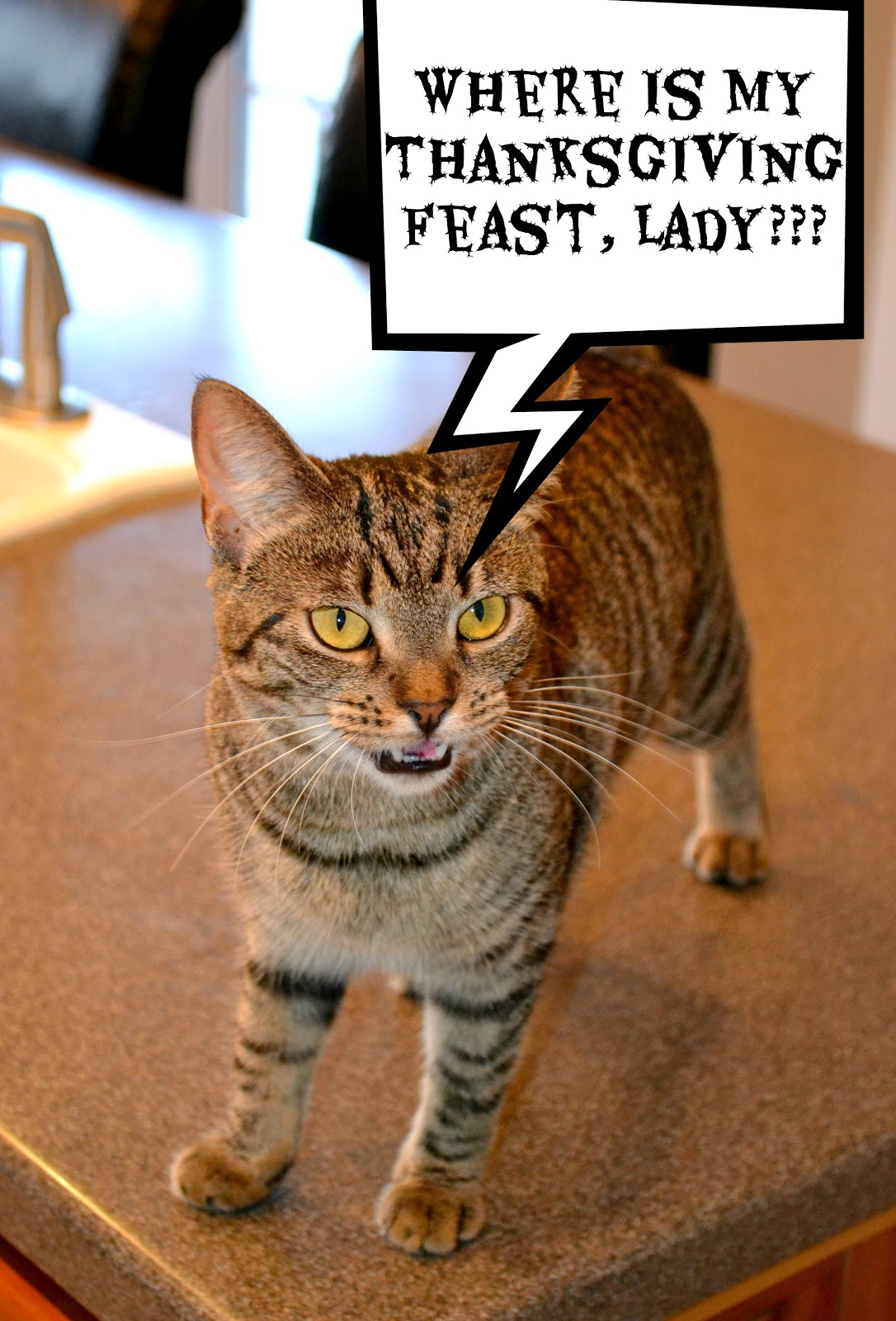 Alabama Slacker Mama: My kitty must look really hungry!