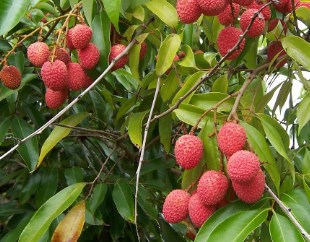 Fruit Names A to Z with Pictures - Informative Talks