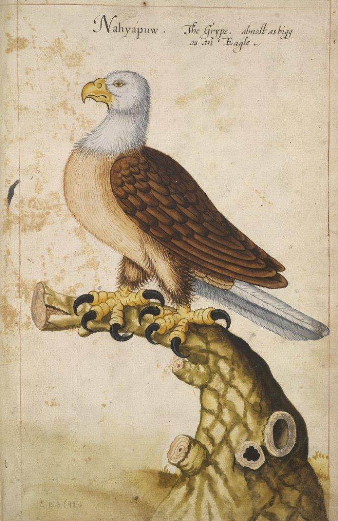 Raleigh 400: The watercolours of John White: artist and explorer