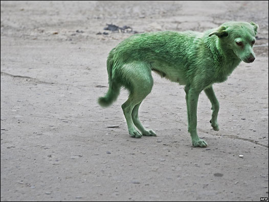 Pintan a perros de verde por 'moda' | EL HIT GUATE