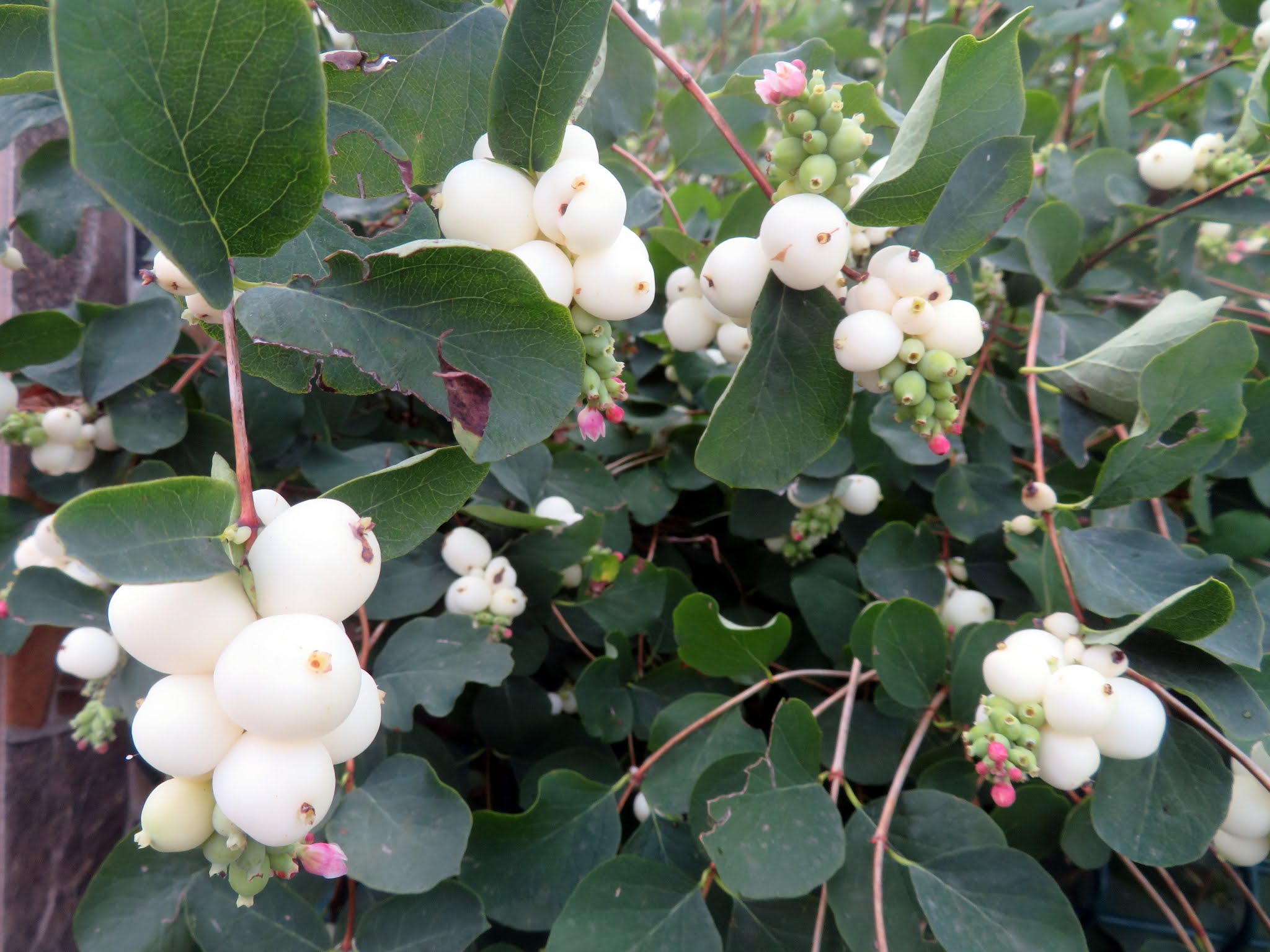 Cittaslow Botanik Park: İNCİ ÇALISI ÇİÇEĞİ ( Symphoricarpos )