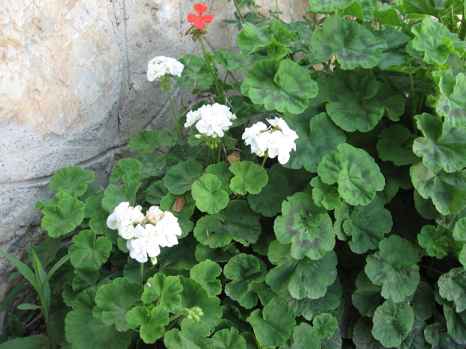 Cittaslow Botanik Park: SARDUNYA ÇİÇEKLERİ ( Pelargonium )