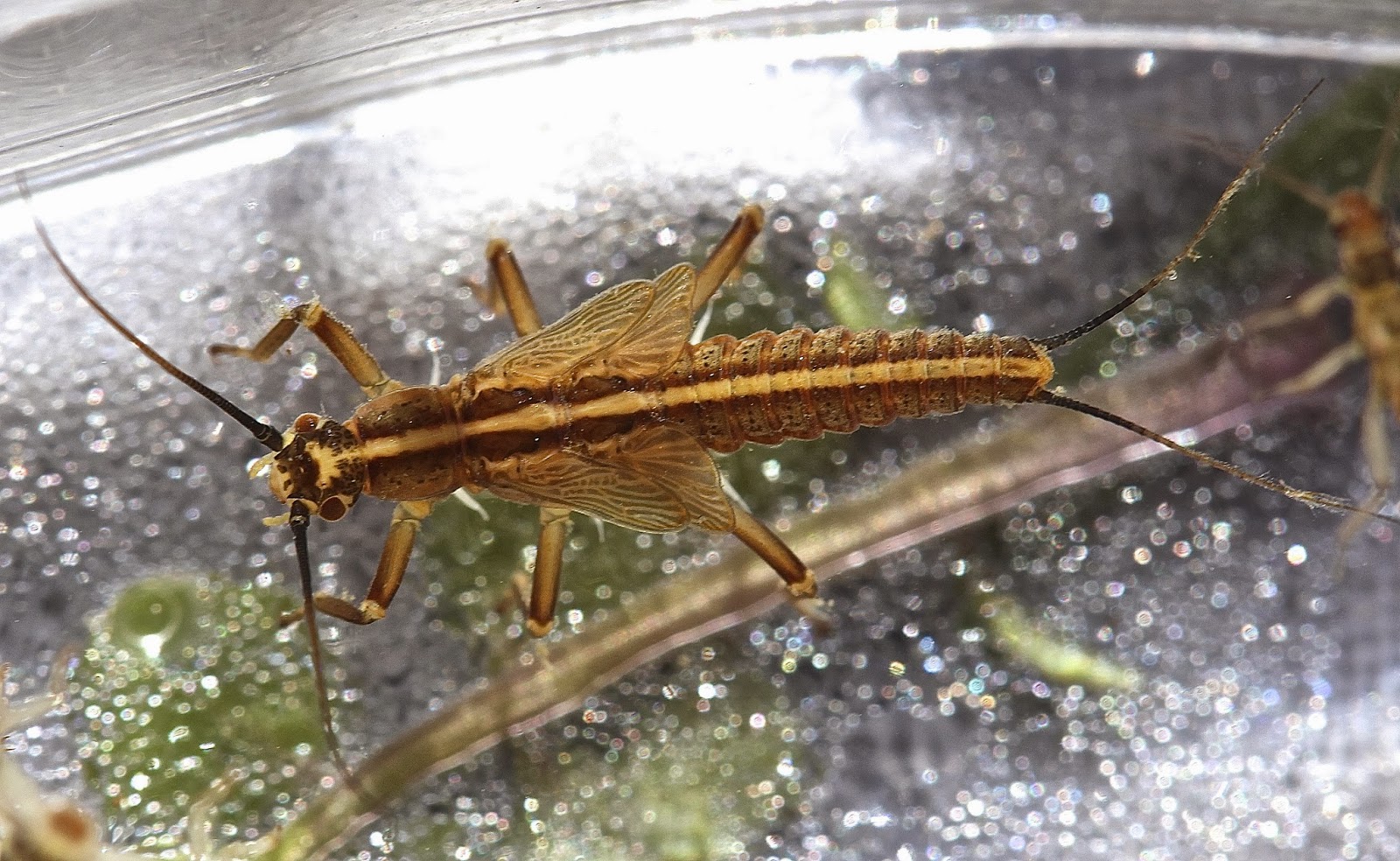 Aquatic Insects of Central Virginia: Large winter stoneflies: how to ...
