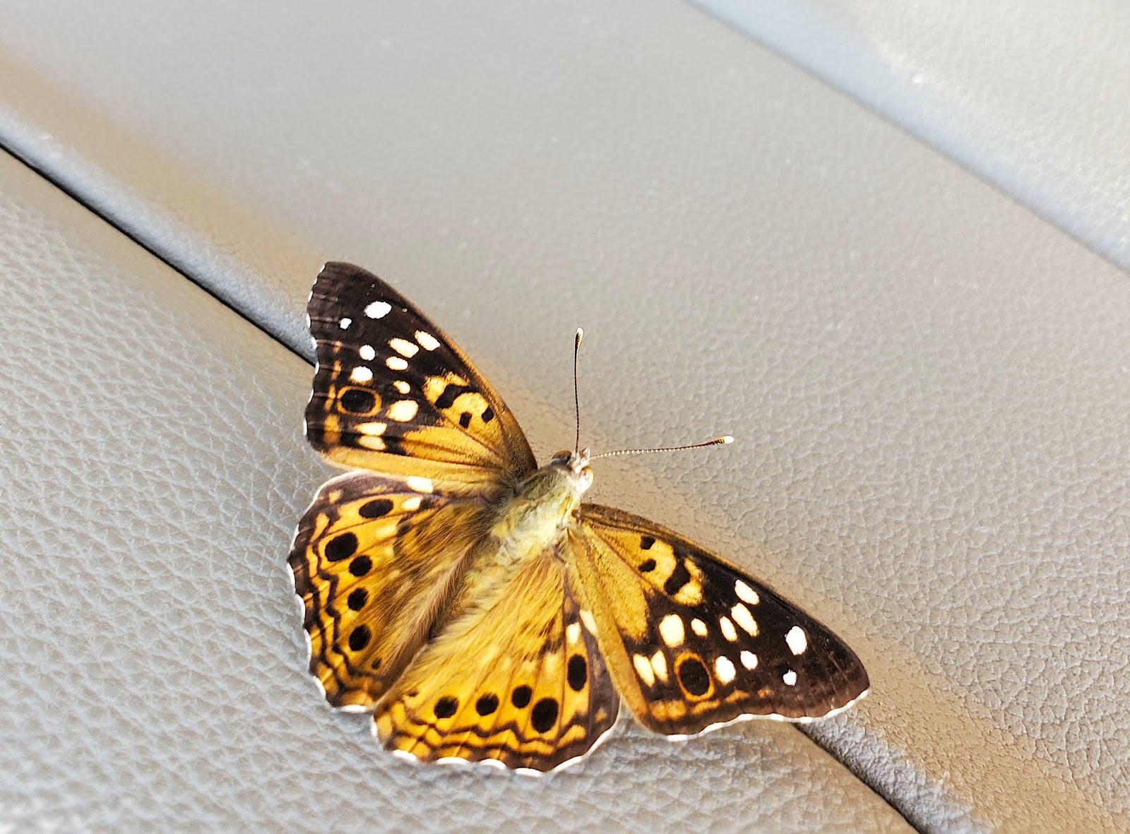 Discovering His Creation: Hackberry Emperor Butterfly (Asterocampa celtis)